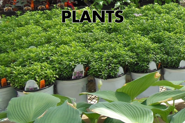 Kattula Family Farms