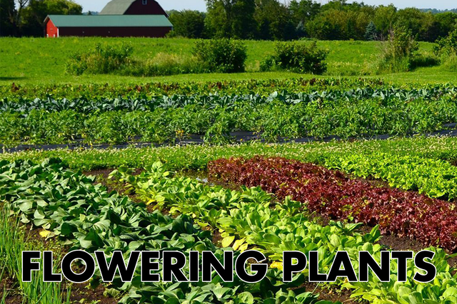 Kattula Family Farms